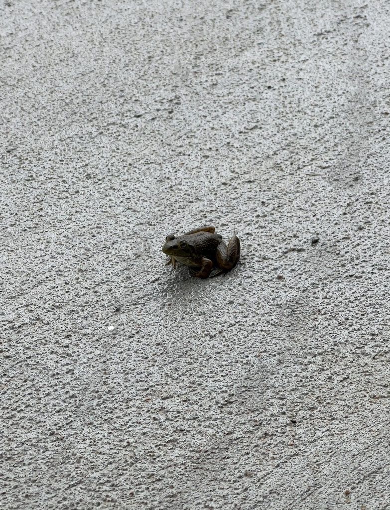 American Bullfrog from W Persimmon St, Fayetteville, AR, US on December ...