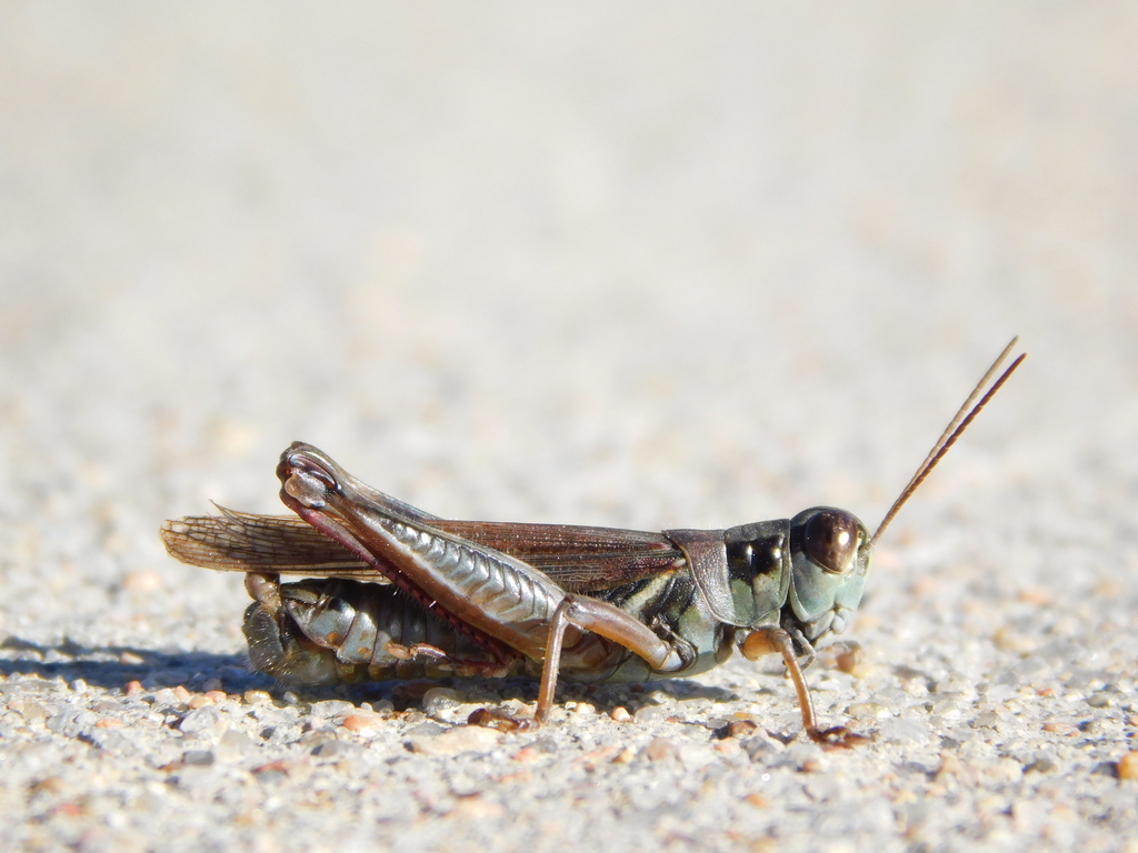 North American Spur-throated Grasshoppers from Chisholm Creek, Wichita ...