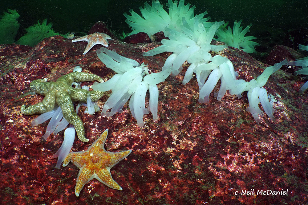 Ciona savignyi from Sechelt Inlet, BC, Canada on November 28, 2024 by ...