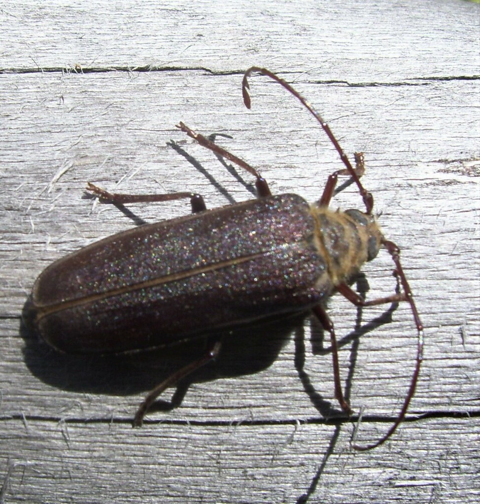 Microplophorus magellanicus from Seccional Lago Viedma- Zona Norte PN ...