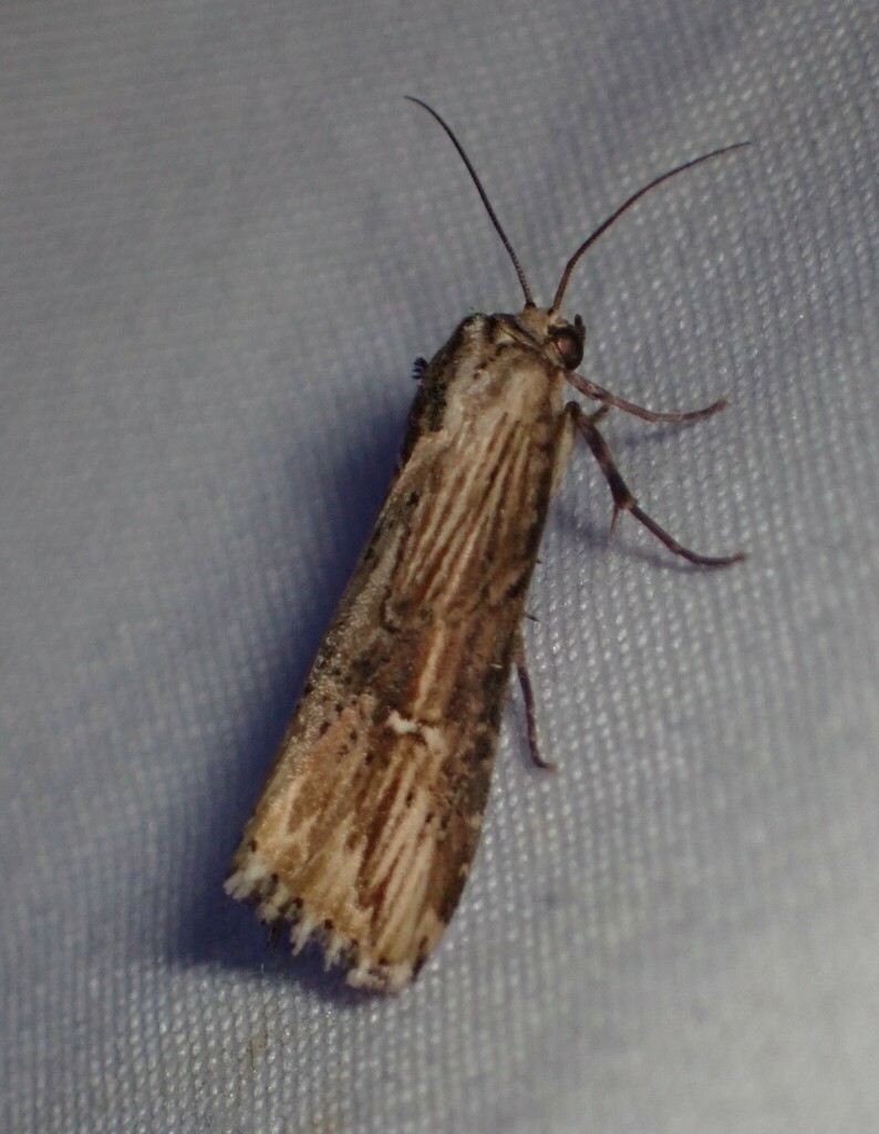 Verbena Moth in June 2023 by Angus Mossman. At blacklight after dark in ...