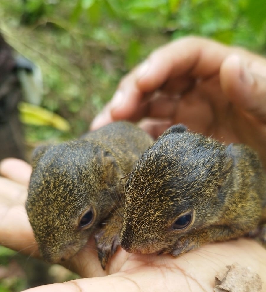 Typical Squirrels from Bocas del Toro, Provincia de Bocas del Toro ...