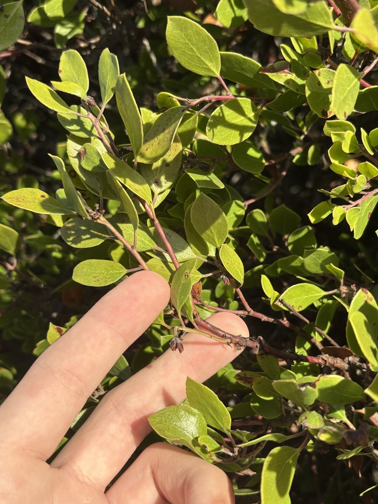 Hooker's manzanita in December 2024 by Tyler Busby · iNaturalist