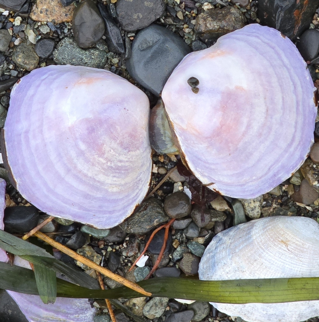 Purple Mahogany Clam from Cowichan Bay Rd & Wessex, Cowichan Bay, BC ...
