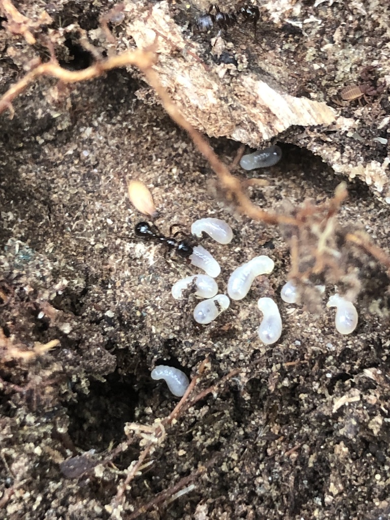 Southern Ant from Arthur's Pass National Park, Arthur's Pass ...