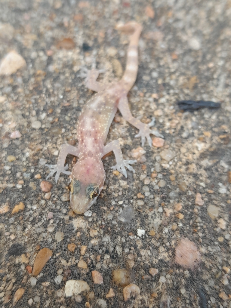 Mediterranean House Gecko from Villages Of Bear Creek, TX 77449, USA on ...