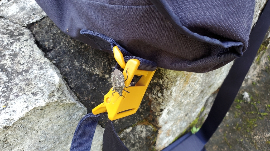 Yellow-spotted Stink Bug from Ha Lang Pei, Tung Chung, Hong Kong on ...