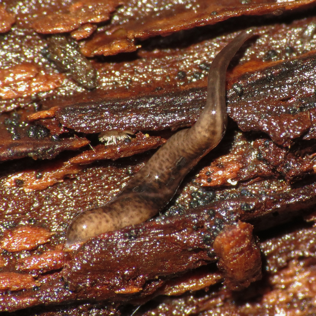 Snake-headed Flatworm from Vashon, WA 98070, USA on December 5, 2024 at ...