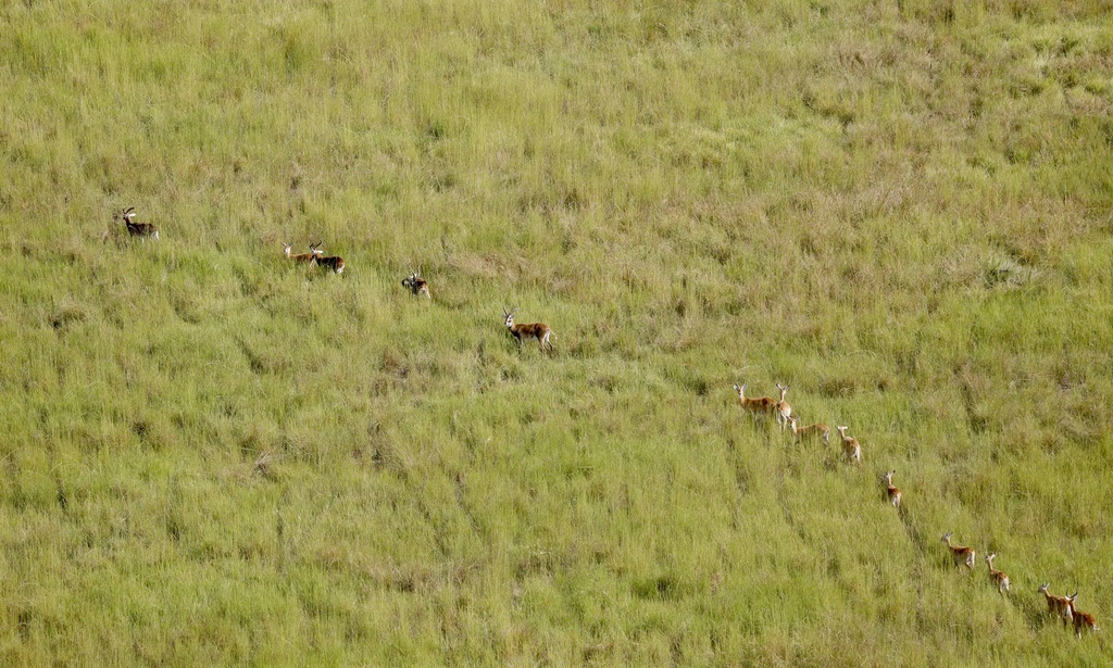 White-eared Kob from Akobo, SD-JG, SS on December 5, 2024 at 09:39 AM ...