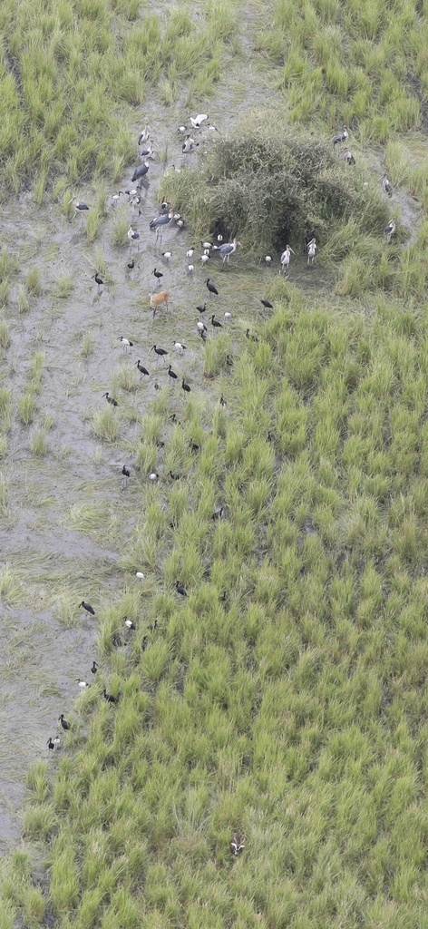 White-eared Kob from Akobo, SD-JG, SS on December 05, 2024 at 11:22 AM ...