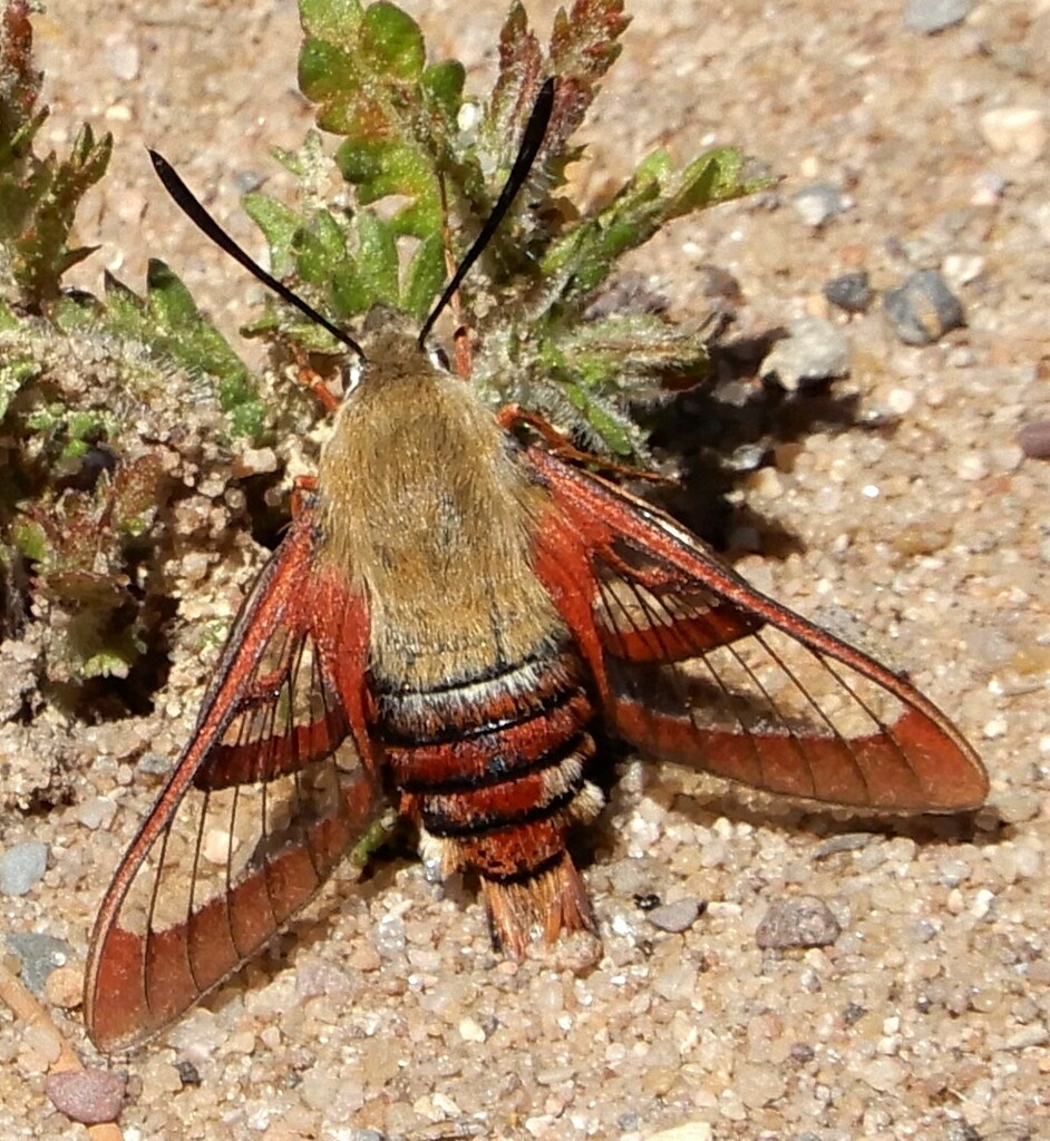 Slender Clearwing in June 2020 by Lynn Murphy · iNaturalist