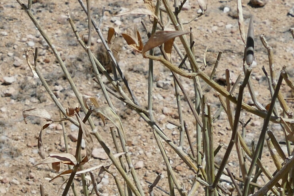 Caustic Vine from C28, Erongo, Namibia on December 5, 2024 at 11:28 AM ...
