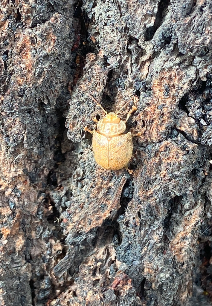 Dotted Paropsine Leaf Beetle from Carnaby St, Cerritos, CA, US on ...