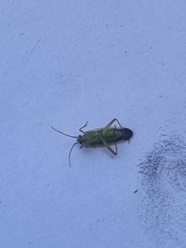 Two-spotted Grass Bug from Poukawa, New Zealand on December 6, 2024 at ...