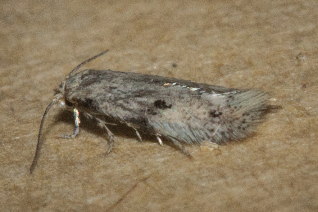 Stigmella from St Bathans, New Zealand on December 6, 2024 at 02:54 PM ...