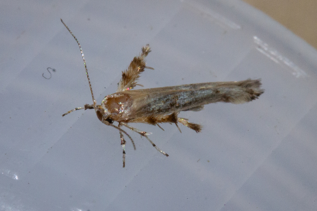 Stathmopoda from St Bathans, New Zealand on December 6, 2024 at 03:23 ...