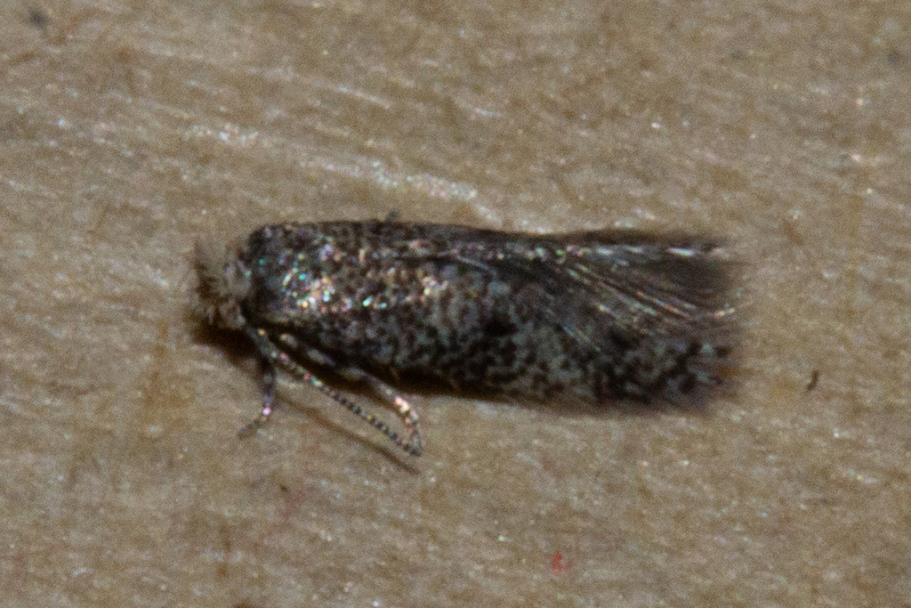 Stigmella ilsea from St Bathans, New Zealand on December 6, 2024 at 03: ...