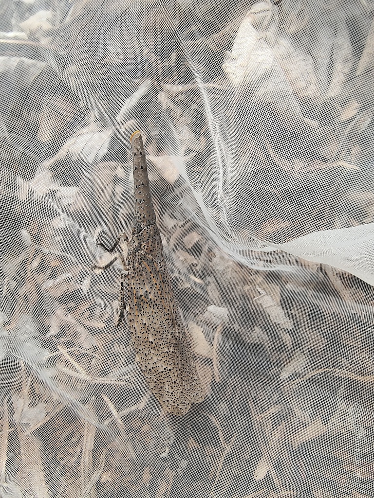 Bigsnout Lanternflies from 中国云南省昆明市呈贡区 on May 25, 2024 at 03:22 PM by ...