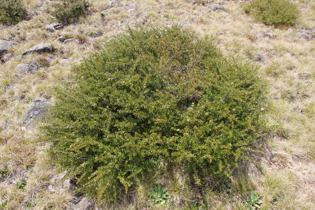 alpine Grevillea from Falls Creek VIC 3699, Australia on November 16 ...