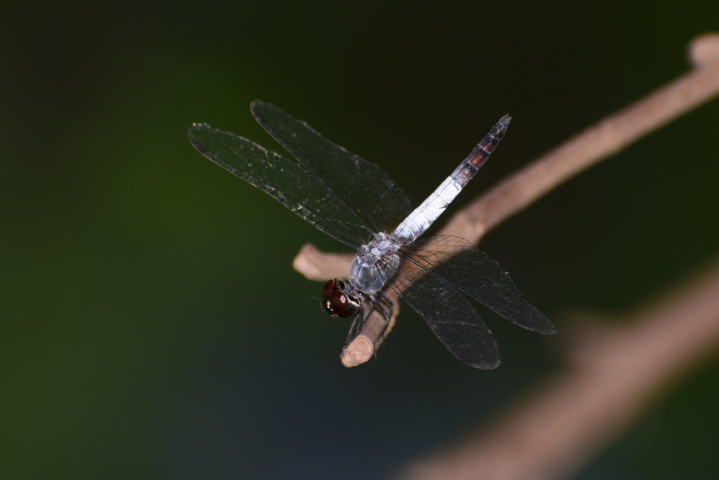Little Blue Marsh Hawk from Kadma, West Bengal 722151, India on July 20 ...