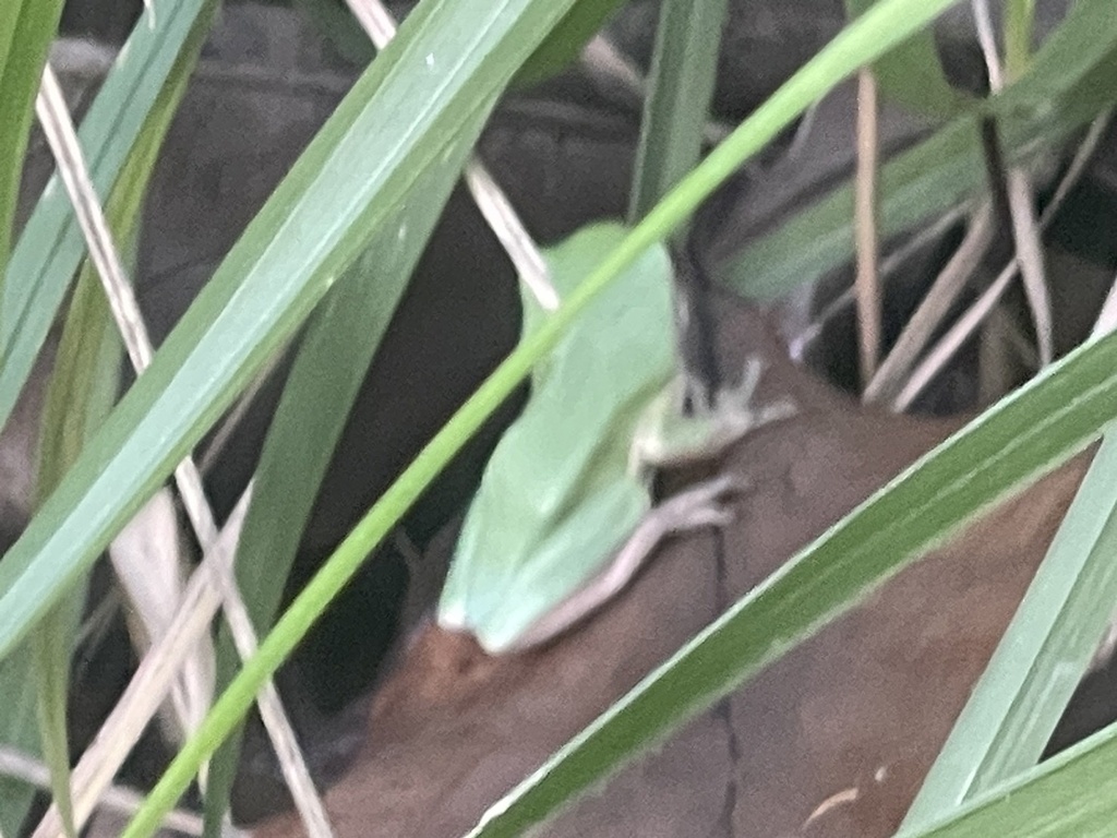 Common Chinese Tree Frog from 臺灣島, 水上鄉, 嘉義縣, TW on December 6, 2024 at ...