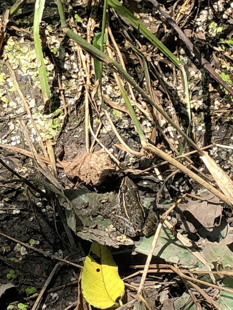 Plains Leopard Frog from 5995 G Rd, Nebraska City, NE, US on July 20 ...