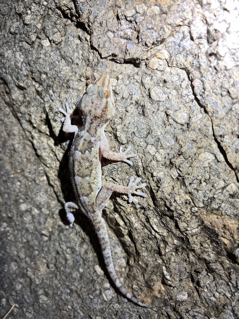 Button-scaled Gecko from Kamanjab, Namibia on November 3, 2024 at 11:47 ...