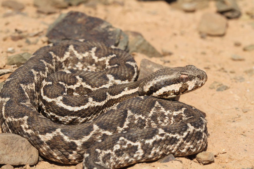 Moorish Viper in October 2024 by Samuel GUIRAUDOU · iNaturalist