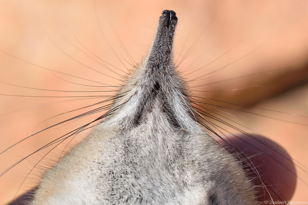 Sengis (Macroscelididae) - Know Your Mammals