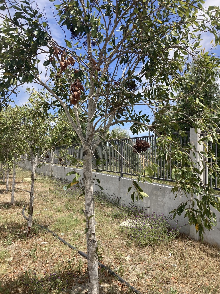 Water Pear from Old Main Road, Macassar, Western Cape, ZA on December 3 ...