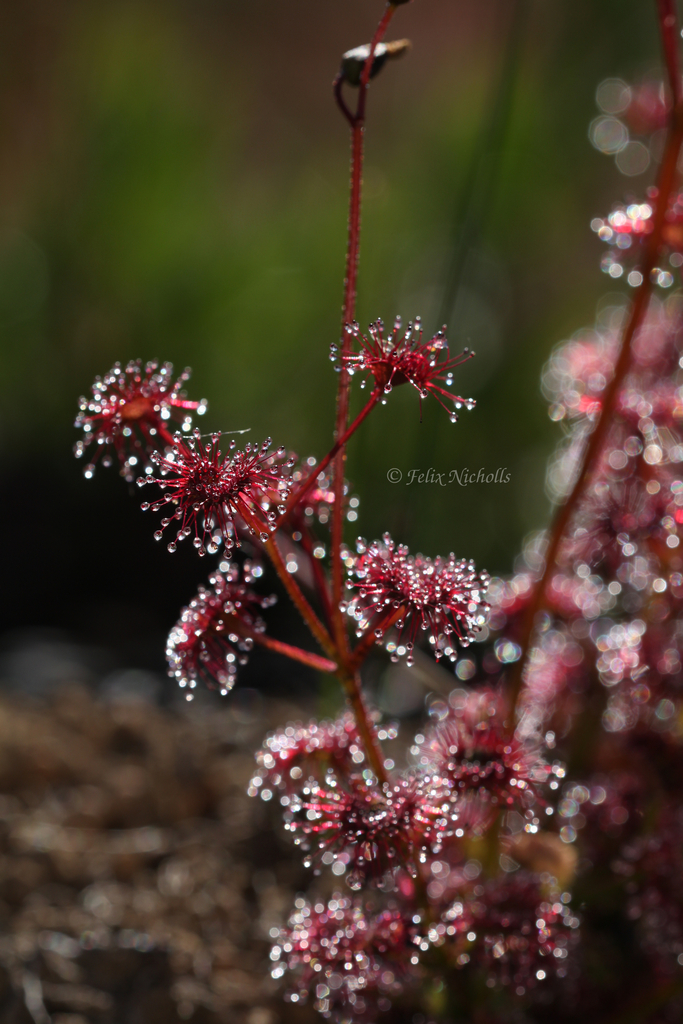 leafy sundew from Wandering WA 6308, Australia on September 21, 2024 at ...