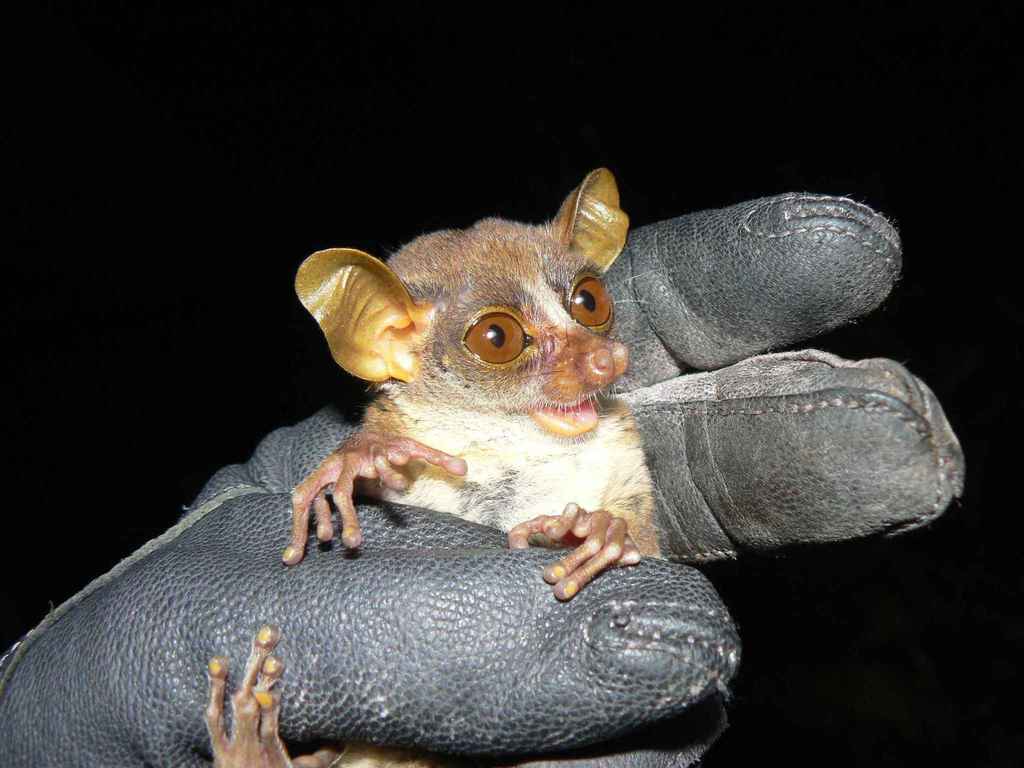 Galagos (Galagidae) - Know Your Mammals