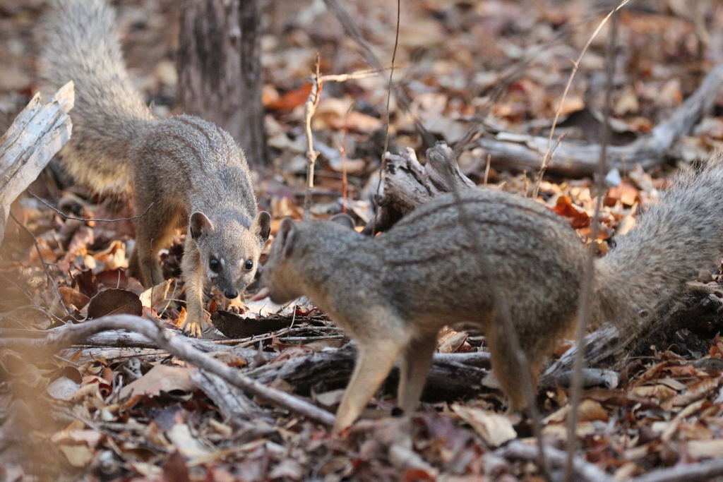 Bokiboky in October 2024 by Rob Foster · iNaturalist