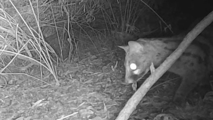 Cape Genet in December 2024 by jasonjams. Trail camera. · iNaturalist