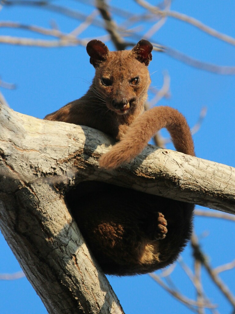 Fossa in November 2024 by Rob Foster. one of two individuals observed ...