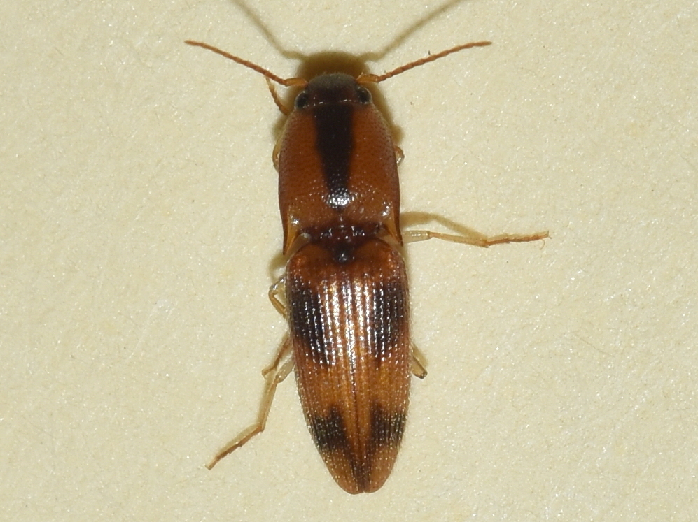 Aeolus from Playa del Carmen, Q.R., México on July 19, 2019 at 08:50 PM ...