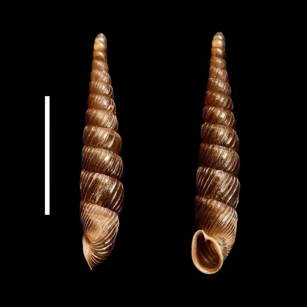 Euphaedusa planostriata from 和县, 马鞍山市, 安徽省, CN on December 6, 2024 at ...