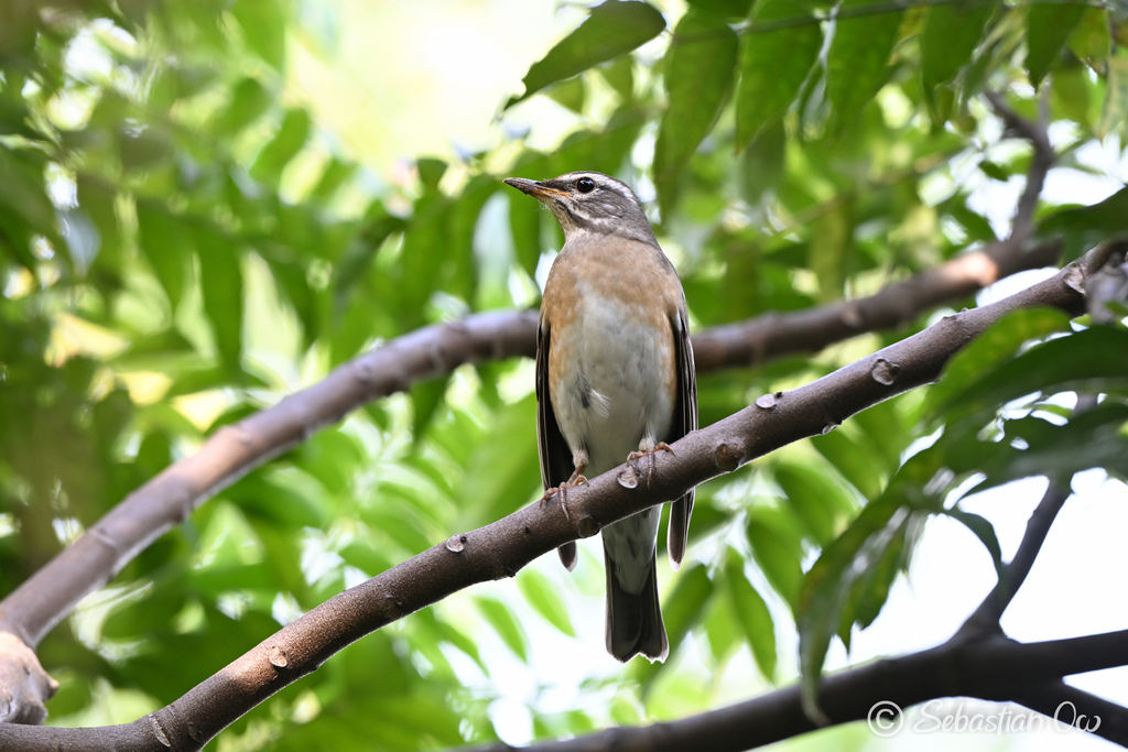 Eyebrowed Thrush from Bidadari Park Dr, Bidadari Park, Singapore on ...
