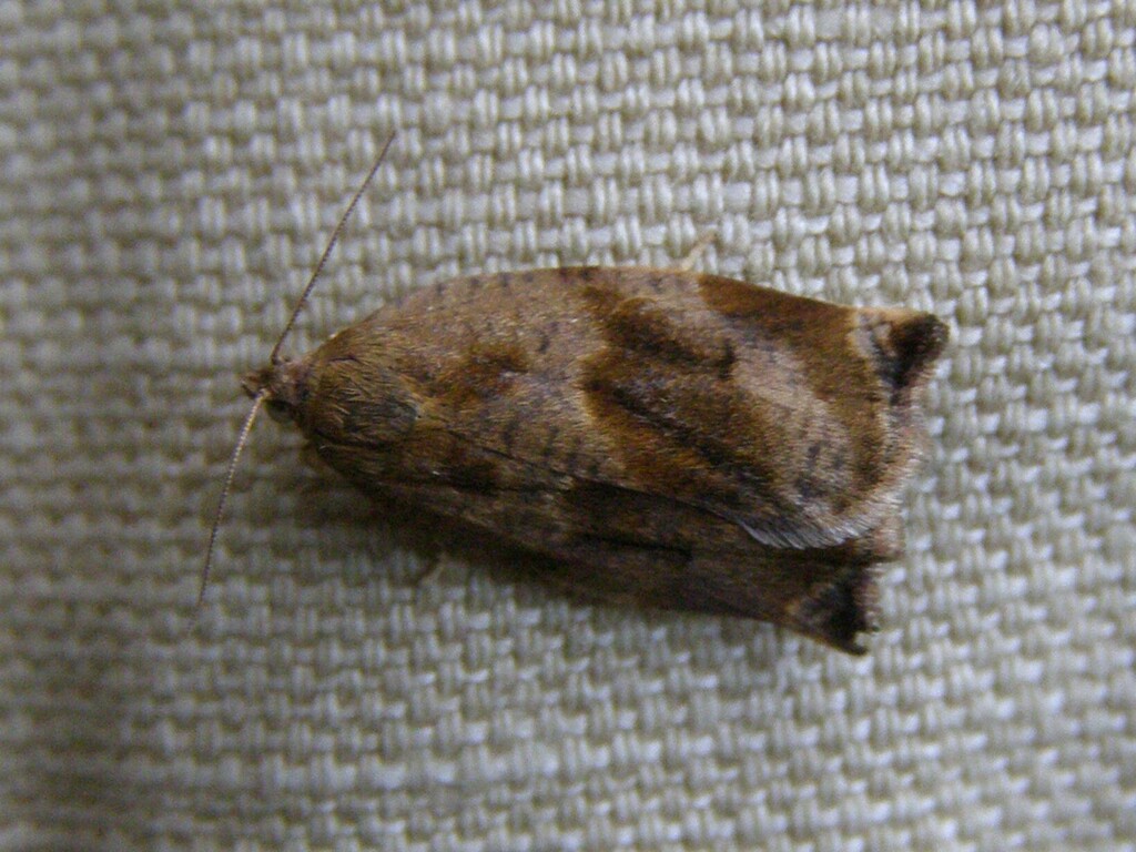 Rose Tortrix Moth from Юго-Западный административный округ, Москва ...