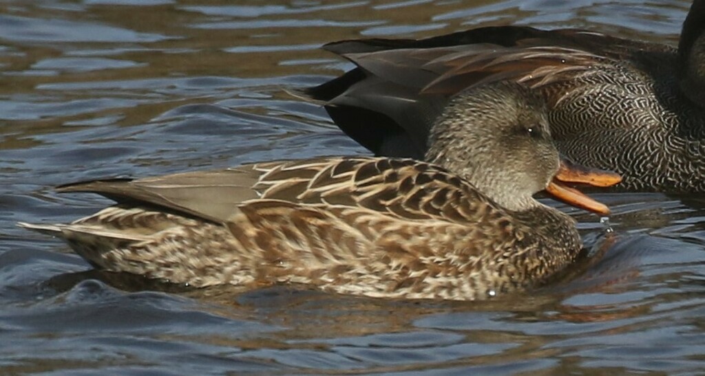 Gadwall from Pajaro Dunes, CA 95076, USA on November 29, 2024 at 12:33 ...