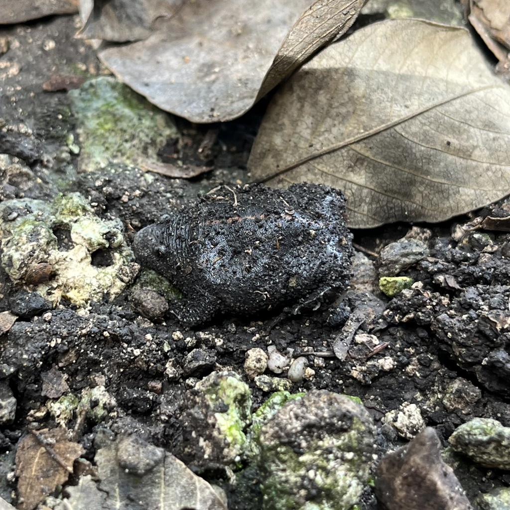Mexican Burrowing Toad from 10a Calle, San Andrés, Petén, GT on ...