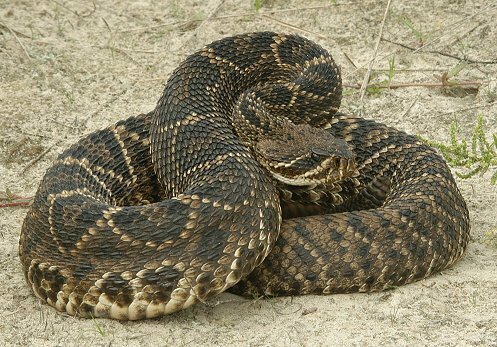 Eastern Diamondback Rattlesnake from Glynn County, GA, USA on October 9 ...
