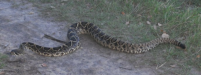 Eastern Diamondback Rattlesnake from Glynn County, GA, USA on October 9 ...