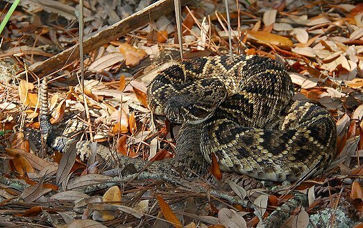 Eastern Diamondback Rattlesnake from Glynn County, GA, USA on April 10 ...