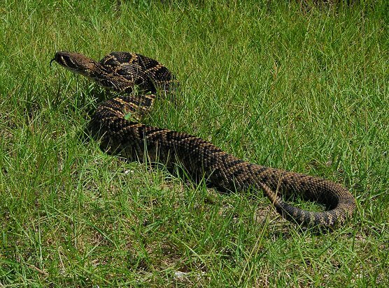 Eastern Diamondback Rattlesnake from Glynn County, GA, USA on October 2 ...