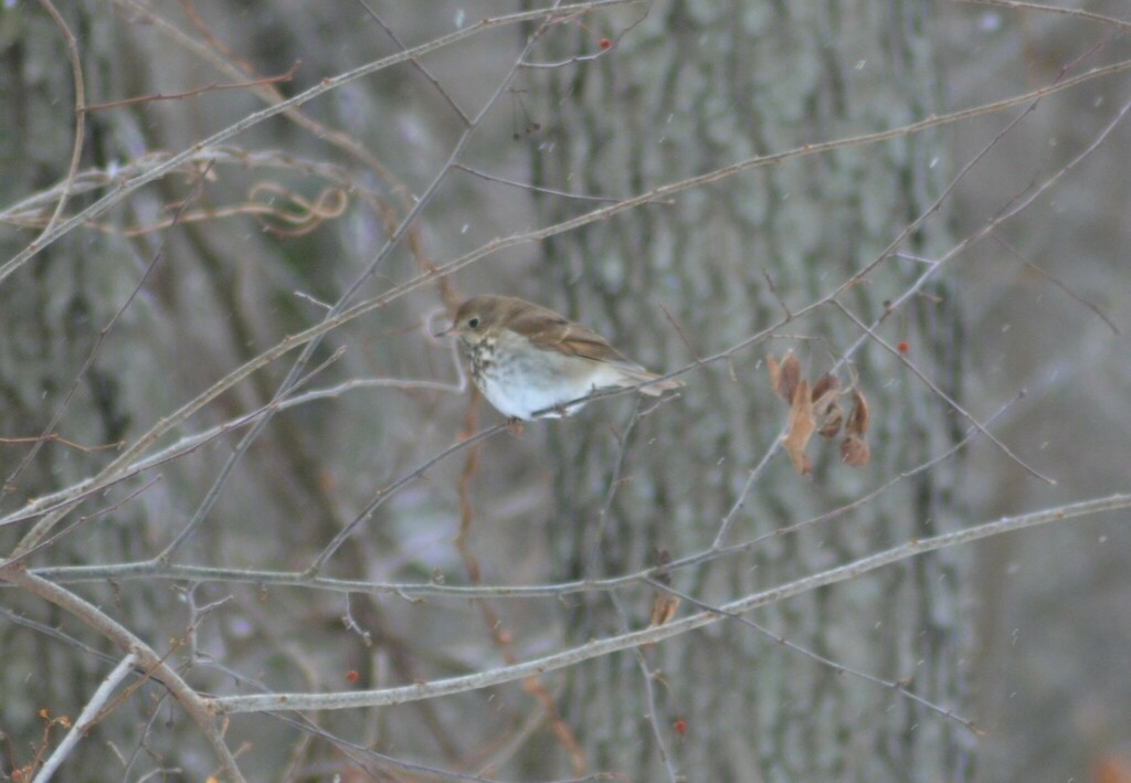 Hermit Thrush from Jackson County, MI, USA on February 08, 2021 at 04: ...