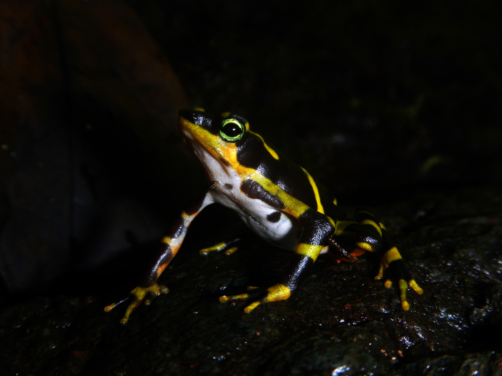 Borderlander Harlequin Frog from Acandí, Chocó, Colombia on May 7, 2012 ...