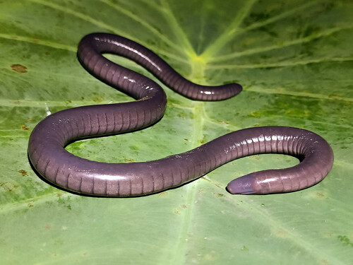 Günther's Caecilian (Caecilia guntheri) · iNaturalist United Kingdom