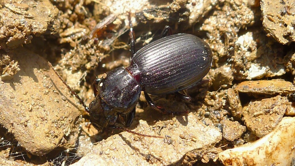 Pterostichus globosus ebenus from Cáceres, Spanje on May 8, 2016 at 03: ...