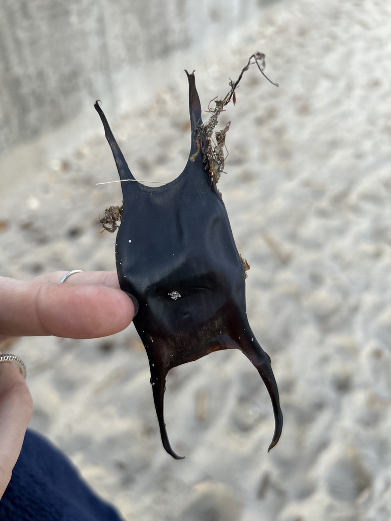 Spotted Skate from Sandhills Holiday Park, Christchurch, England, GB on ...